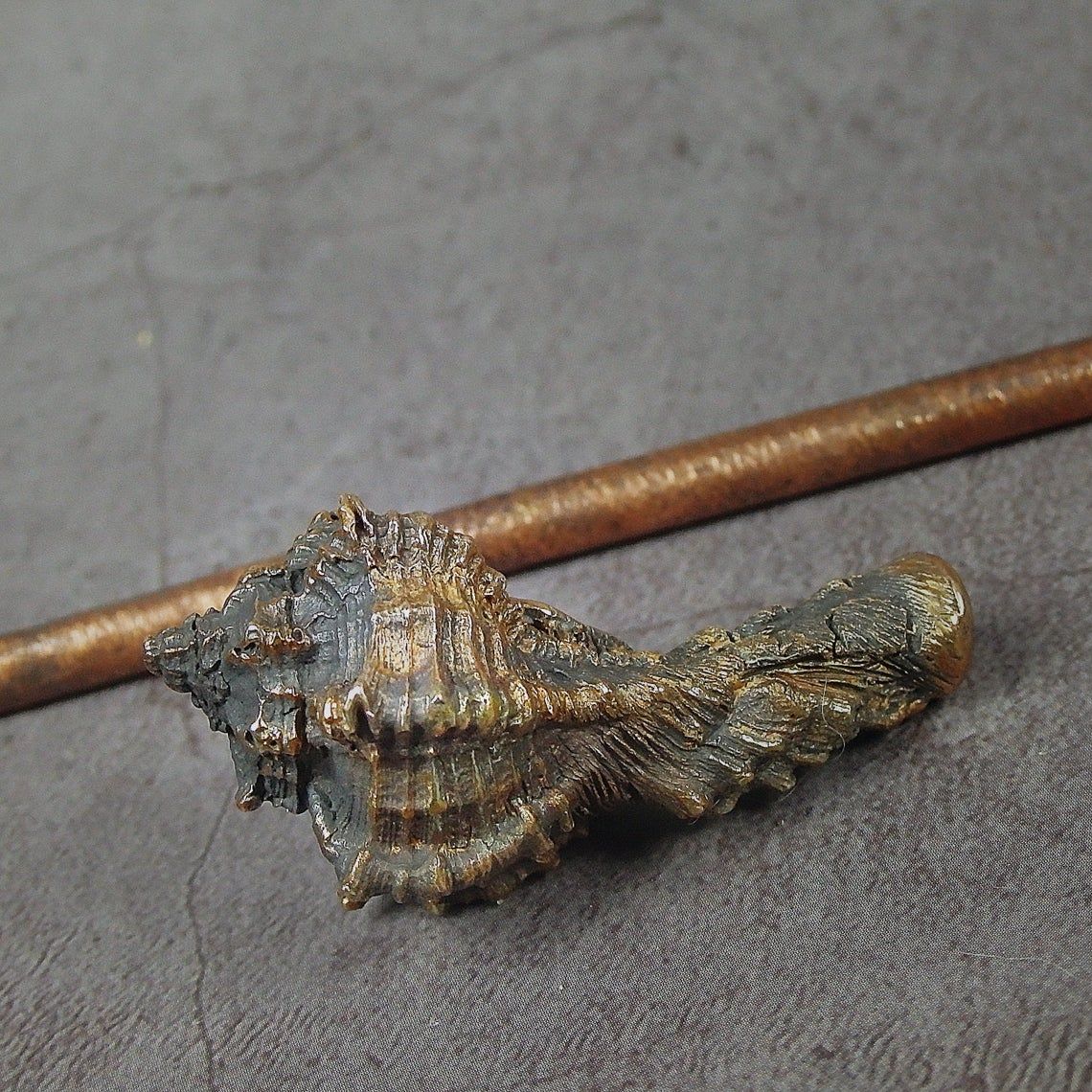 ᐈ SEASHELL - buy in the online store PipeOClock